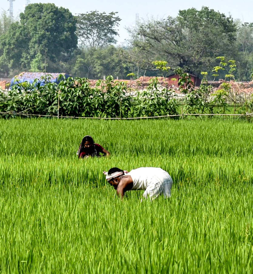 agribazaar's digital e-mandi helps farmers get best price for their produce